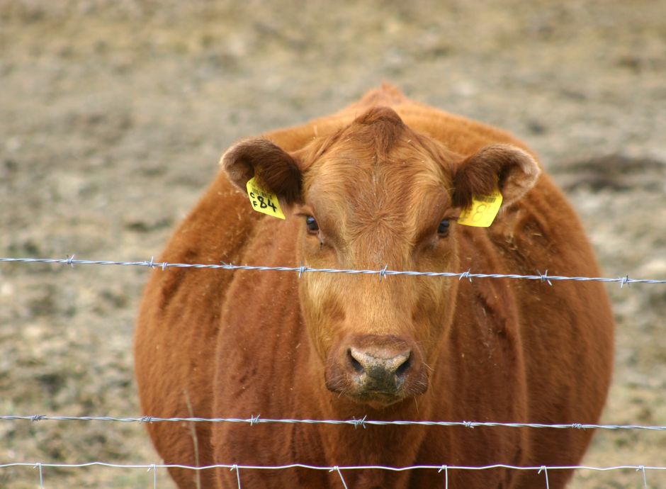 La Scozia torna a far paura con la malattia della mucca pazza