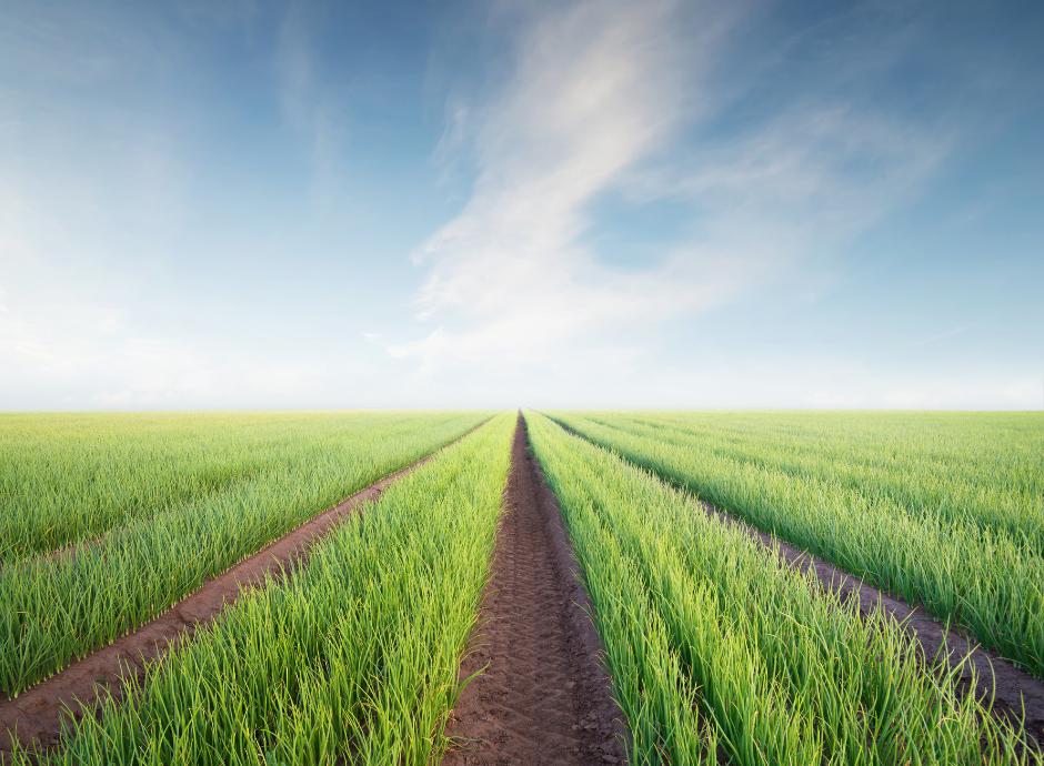 Da MIPAAF a MASAF: il Ministero dell’Agricoltura cambia di nuovo nome
