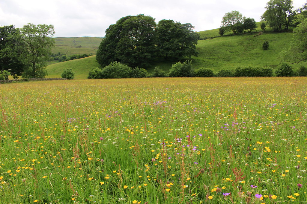 Registro dei prati permanenti: di cosa si tratta?